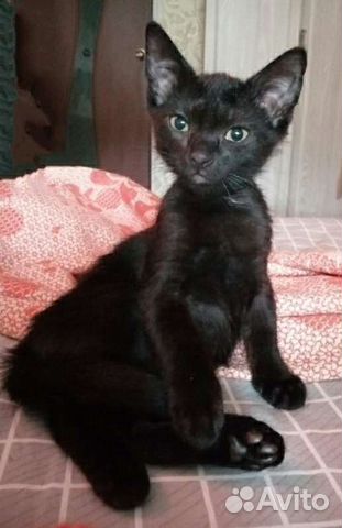 Котёнок Фунтик