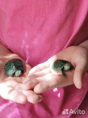 Красноухая черепашка Малыши