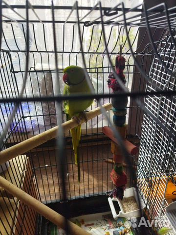 Ожереловый Попугай, самец