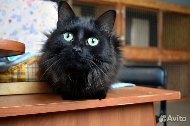 Кошка Шакира