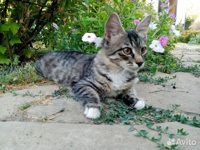 Две девочки