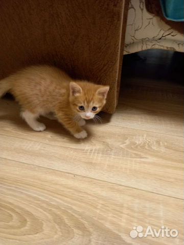 Рыжий котенок