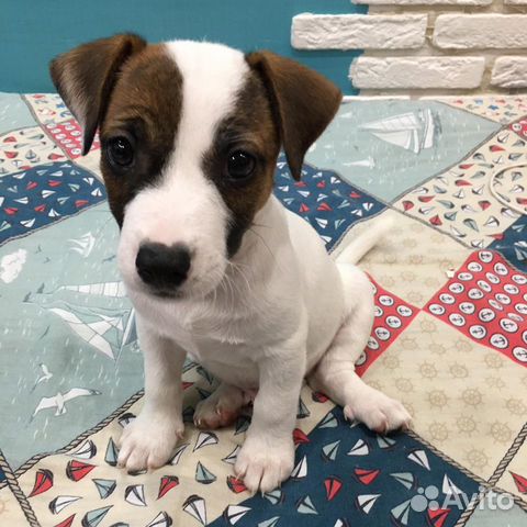 Джек Рассел терьер