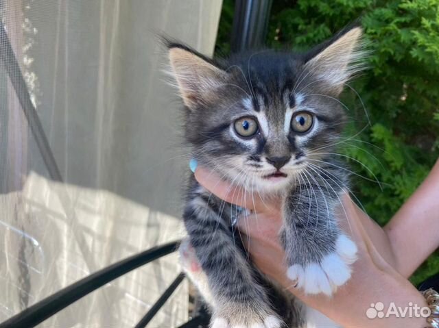 Отдам котенка 3мес в добрые руки Как можно быстрее
