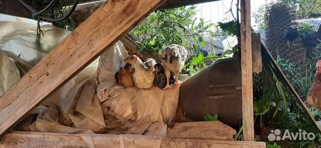 Куры несушки молодки