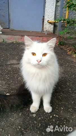 Отдам в добрые руки