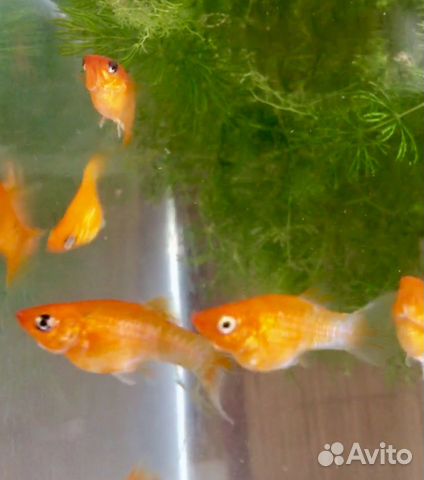 Аквариумные рыбки моллинезии мальки