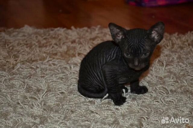 Канадский сфинкс черный