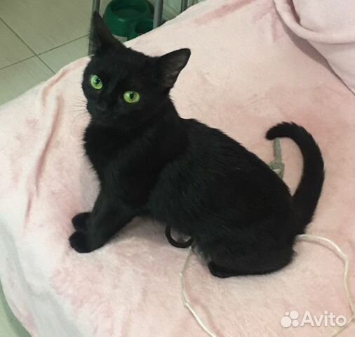 Кошка