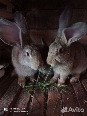 Кролики породы "Фландер"