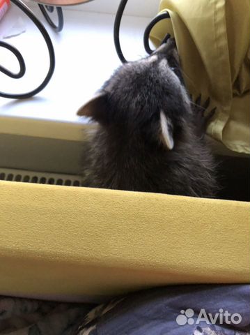 Енот полоскун