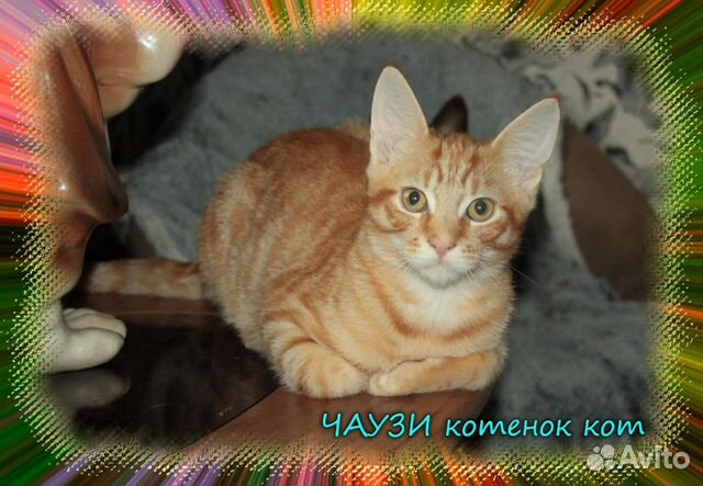 Абу бандит котик