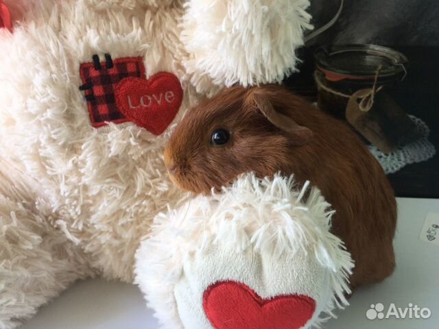 Морские свинки, девочки