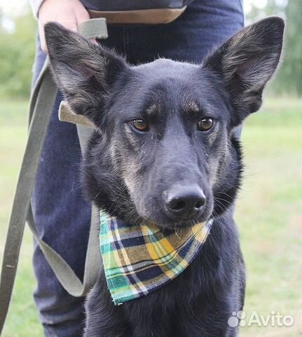 Лютик - кожа да кости