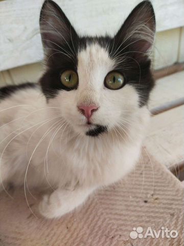 Кошка в дар