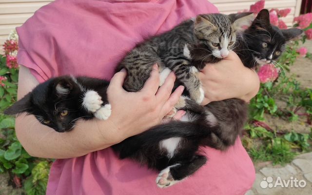 Самых милых котят в добрые руки
