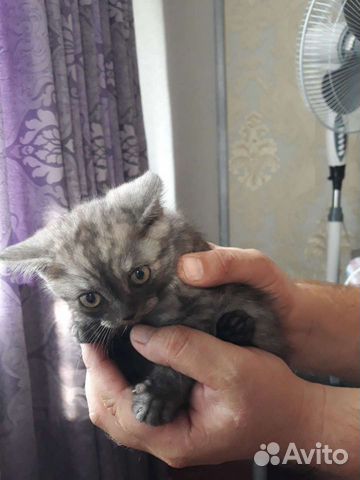 Кошка шотландская