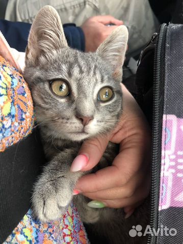 Котенок мальчик в добрые руки