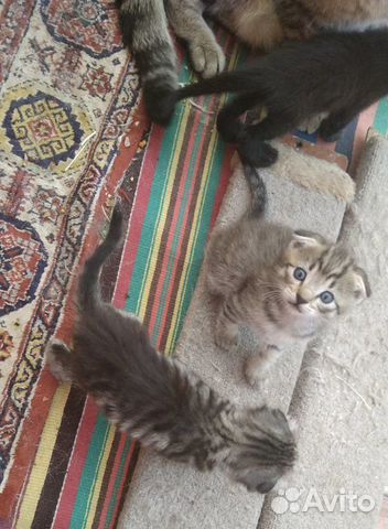 Отдам красивых котят. Есть вислоухие