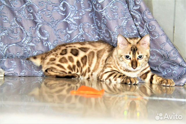 Бенгальская кошечка