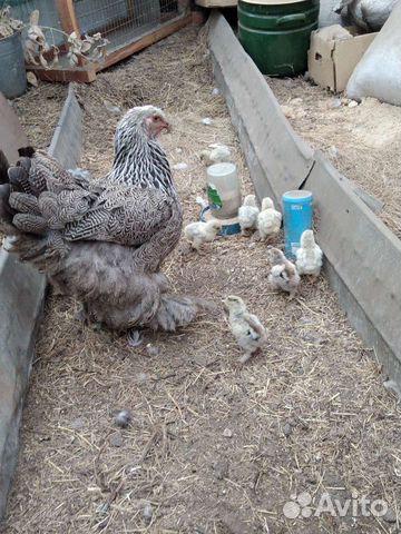 Брама, Индоутки, Перепелки, Фазанята, Цветной брой