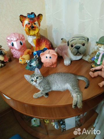 Василиса ищет любящую семью
