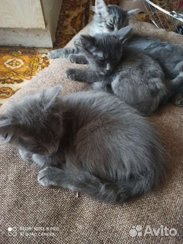 Котята 3 месяца, две девочки, 1 мальчик