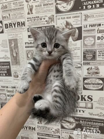 Шотландские котята