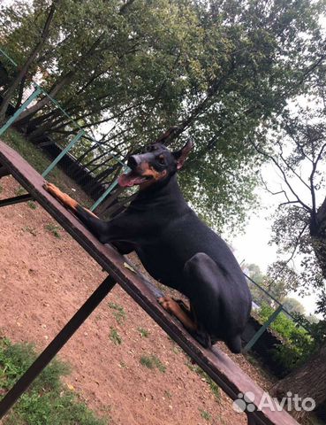 Щенки добермана бесплатно