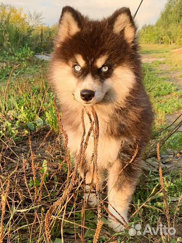 Щенок помски F2