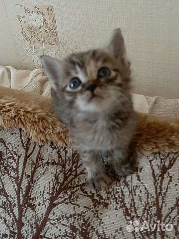 Котенок -девочка
