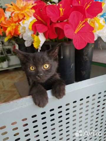 Котятам нужен дом