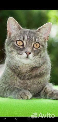 Котик Марсик в дар