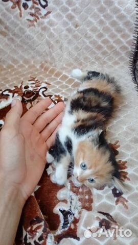 Кошка в дар