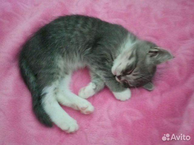 Котëнок британский полосатый