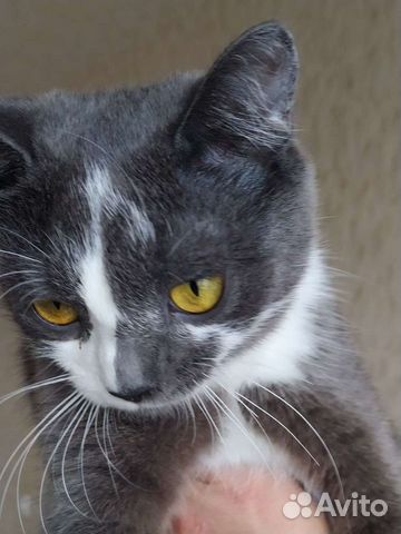 Котята в добрые руки мальчики