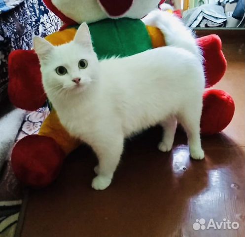 Белоснежная красотка