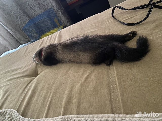 Хорек в добрые руки