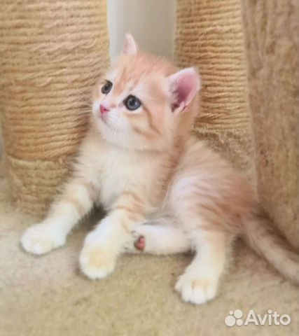 Золотая шиншилла мальчик