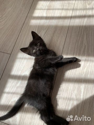 Месячные котята ищут себе домик