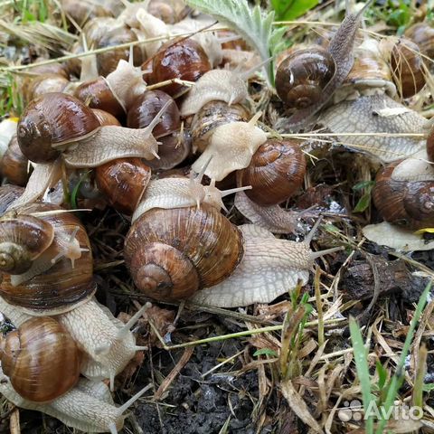 Улитка виноградная