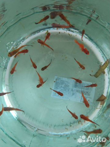 Рыбки меченосцы малыши