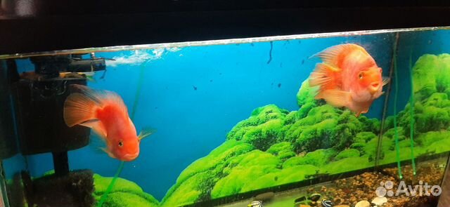 Пара рыб попугаев
