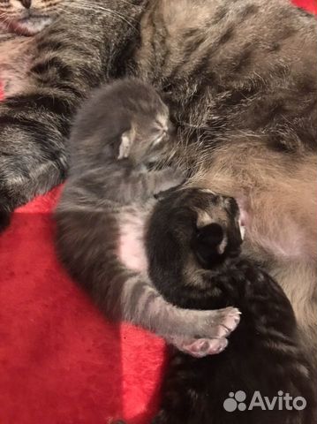 Котята британцы