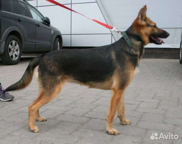 Красотка Виола