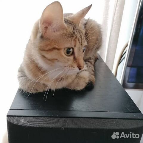 Котенок Масяня