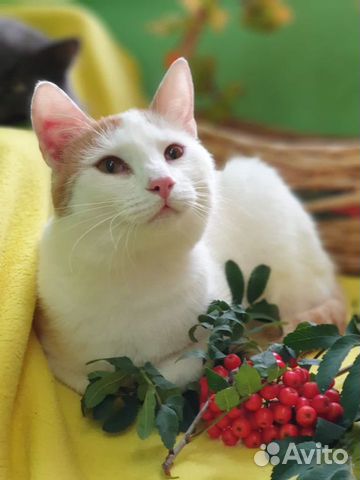 Котик мягкий животик в добрые руки