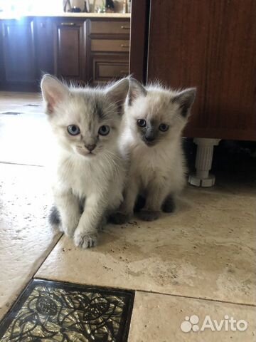 Сиамские котята