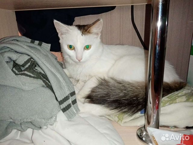 Кошка в очень хорошие руки