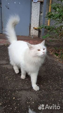 Кошки